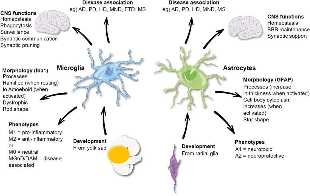 Microglial Research: Transforming Alzheimer's Disease Care